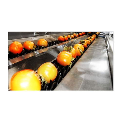 Persimmon sorting and grading system - Making.com